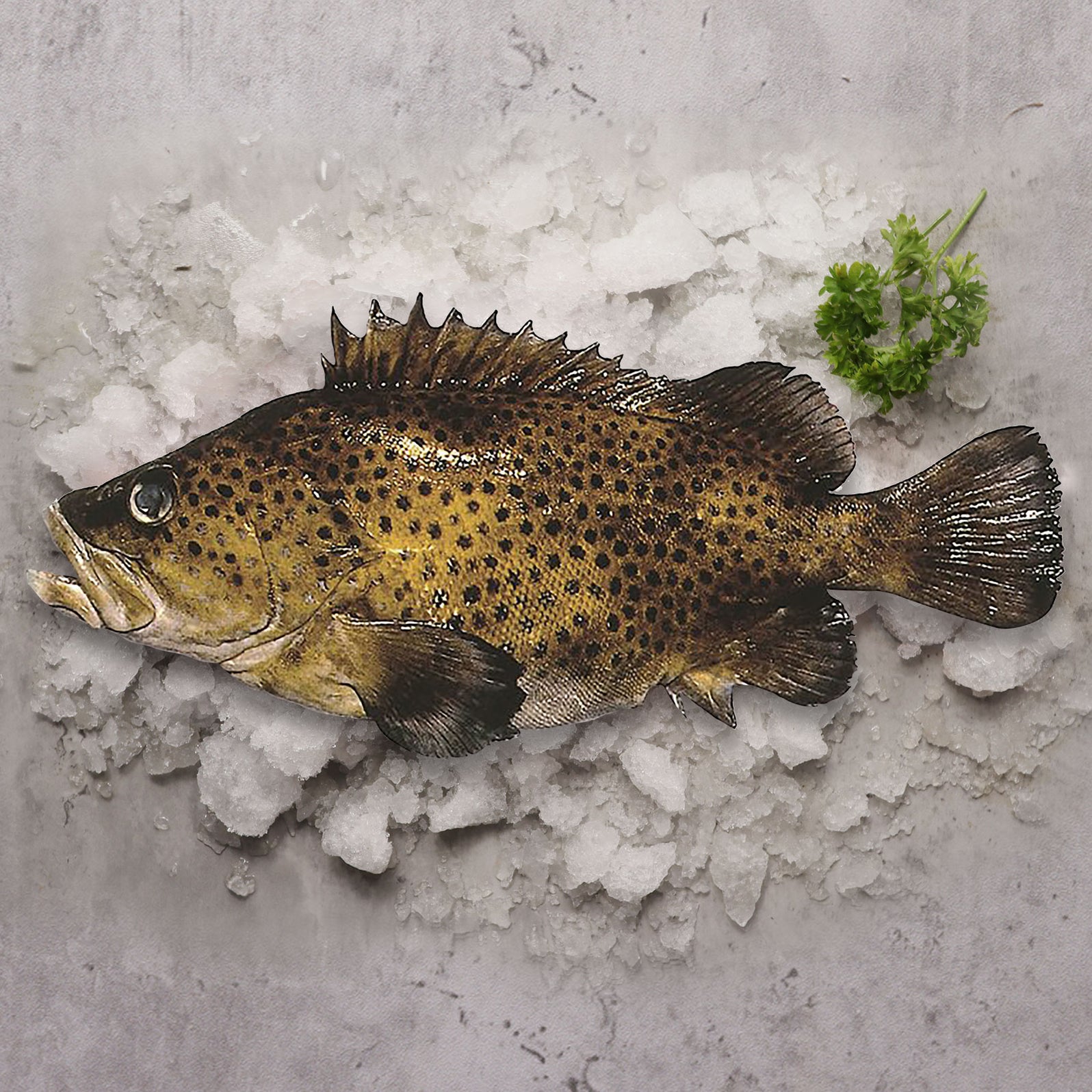 Fresh Wild-Caught Australian Eastern Wirrah | FishMe! Seafood Delivery ...