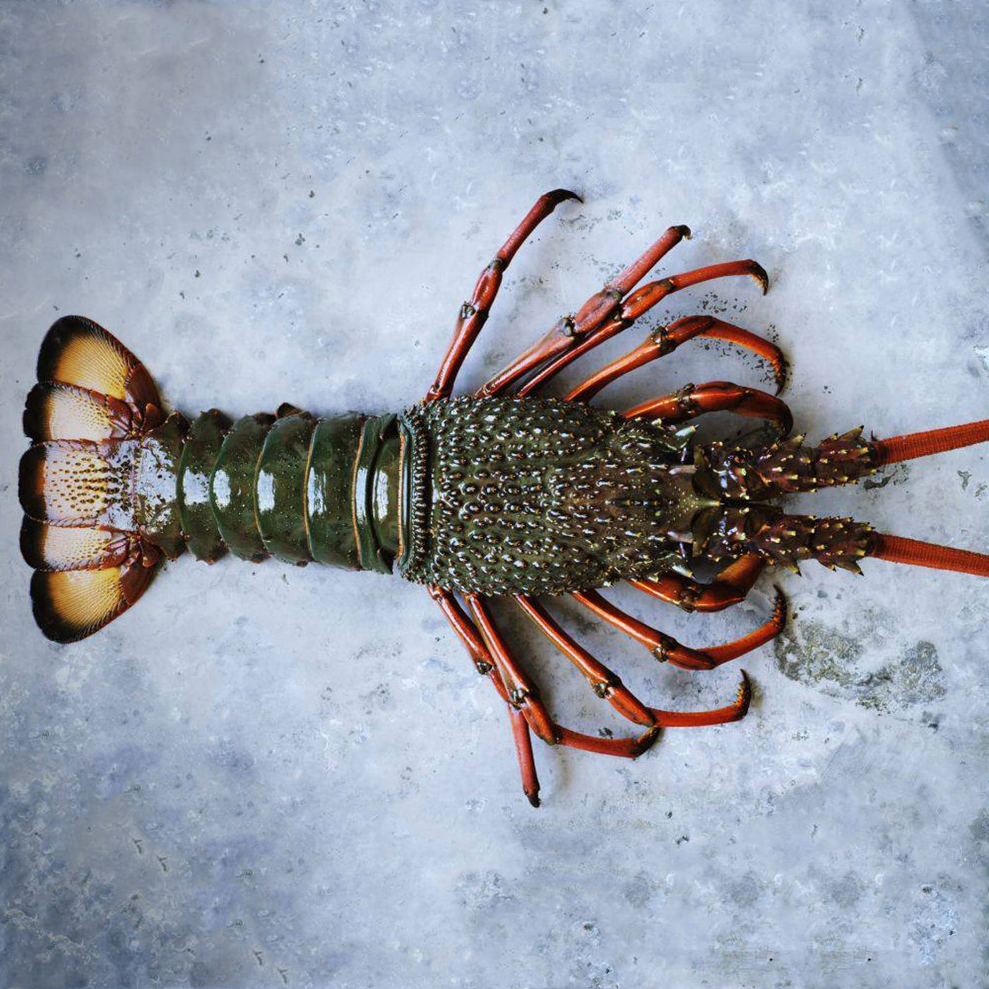 Live Eastern Rock Lobster | FishMe! Seafood Delivery — fishme.com.au