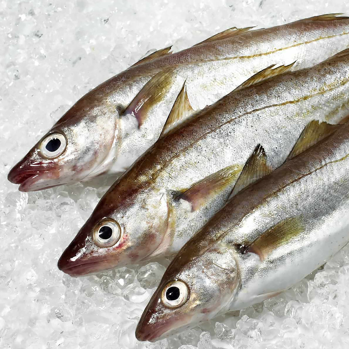 Fresh Eastern School Whiting per kg | FishMe! Seafood Delivery — fishme ...
